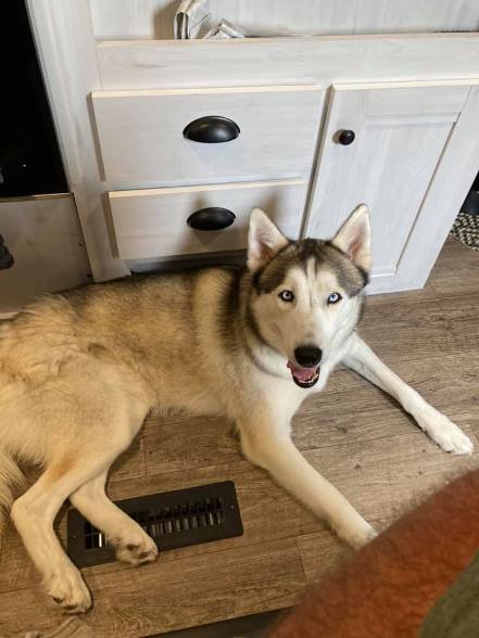 America's Dogs of The Week!!! - Green Valley Kennels