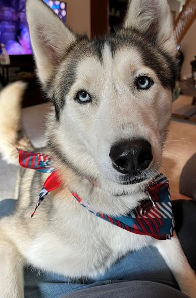 America's Dogs of The Week!!! - Green Valley Kennels